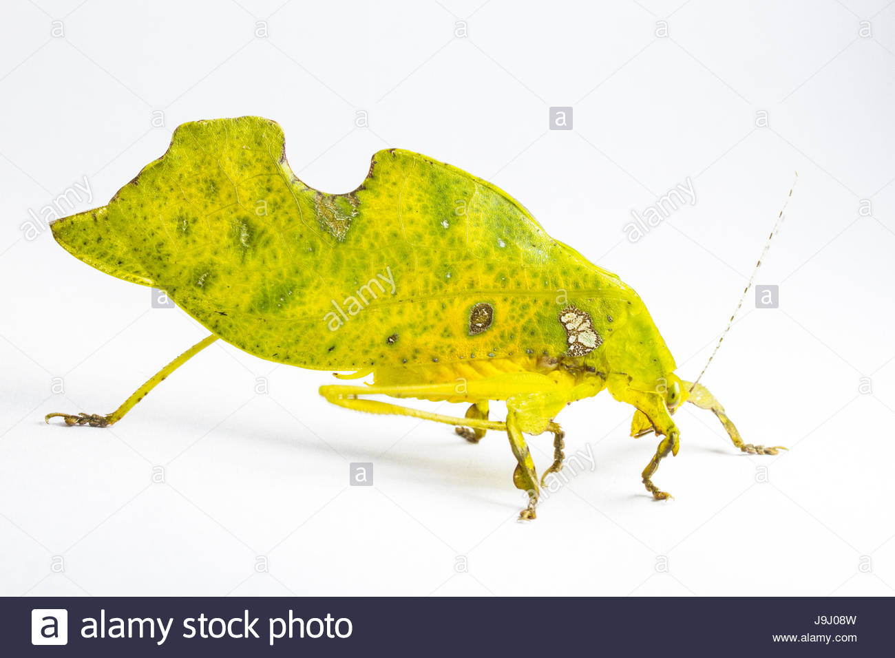 Half Eaten Animal High Resolution Stock Photography and Images - Alamy