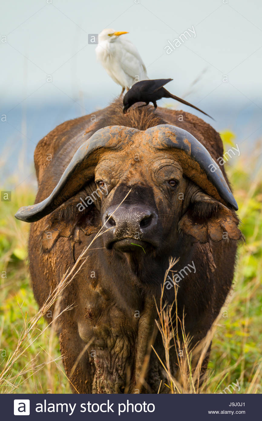 Symbiotic Relationship Bird Cattle Stock Photos & Symbiotic ...