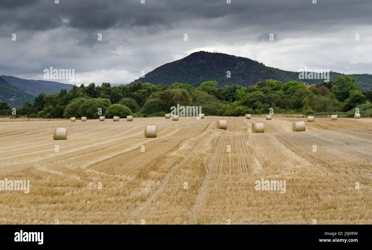 Hay bales in field scottish hi-res stock photography and images - Alamy
