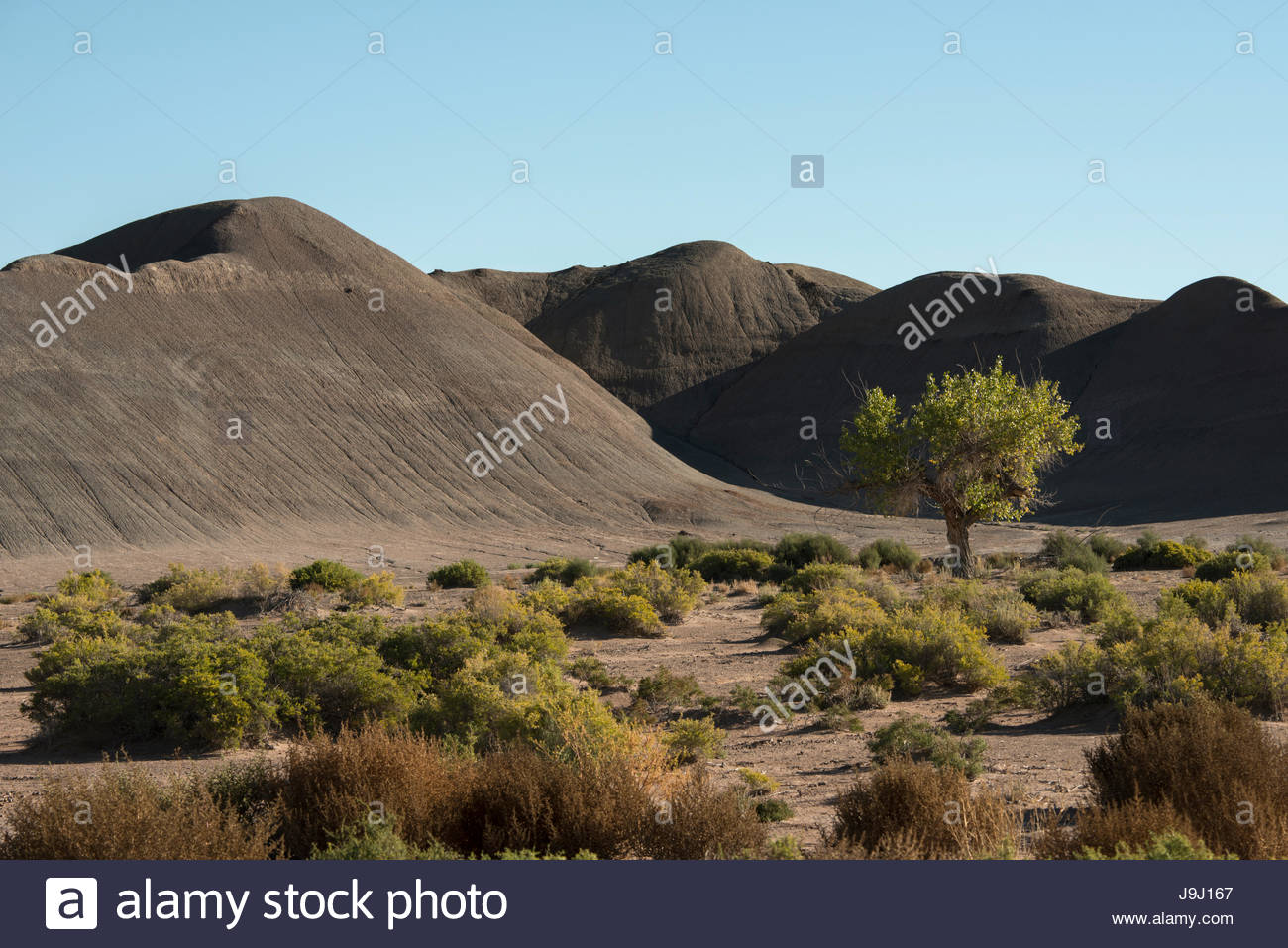 Cottonwood Tree Arizona Stock Photos & Cottonwood Tree Arizona Stock ...
