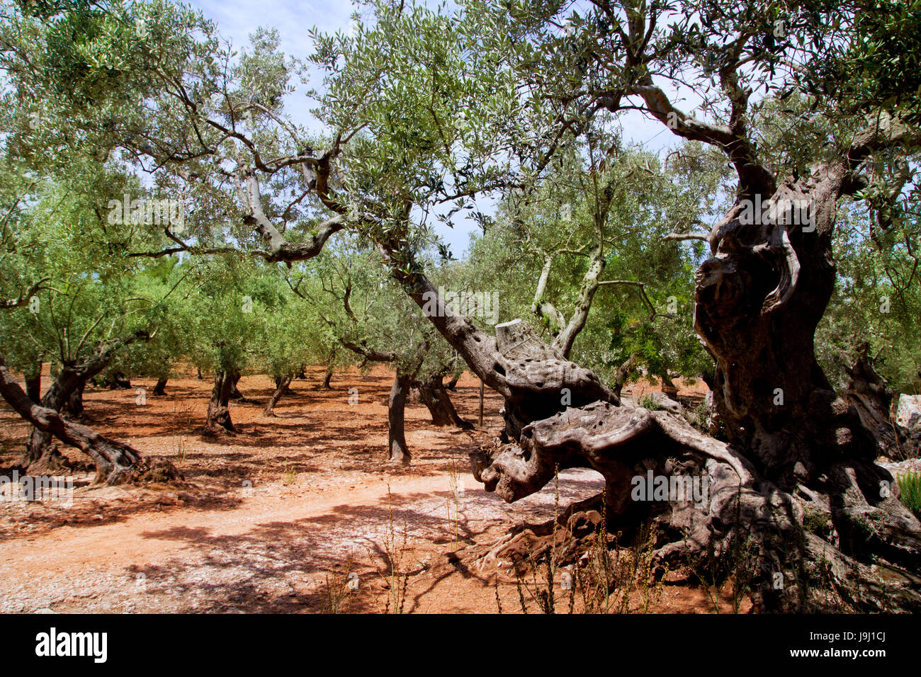 food, aliment, agricultural, culture, tree, ground, soil, earth, humus ...