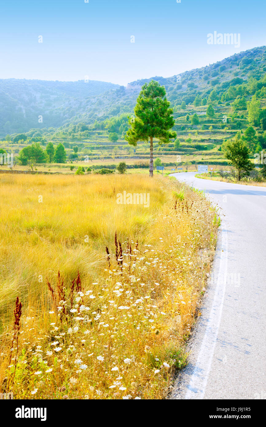 blue, beautiful, beauteously, nice, environment, enviroment, tree ...