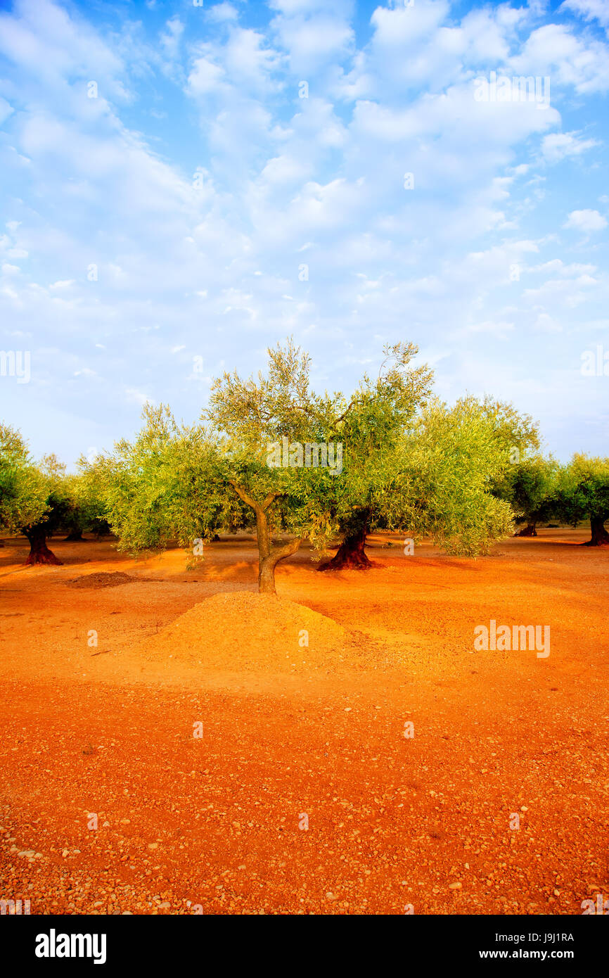 blue, food, aliment, agricultural, culture, tree, ground, soil, earth ...