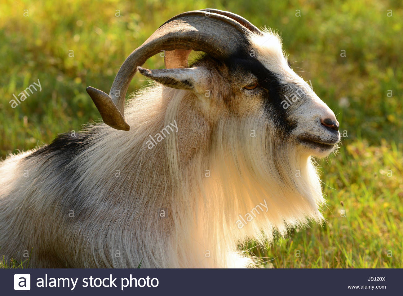 Kiko Stock Photos & Kiko Stock Images - Alamy