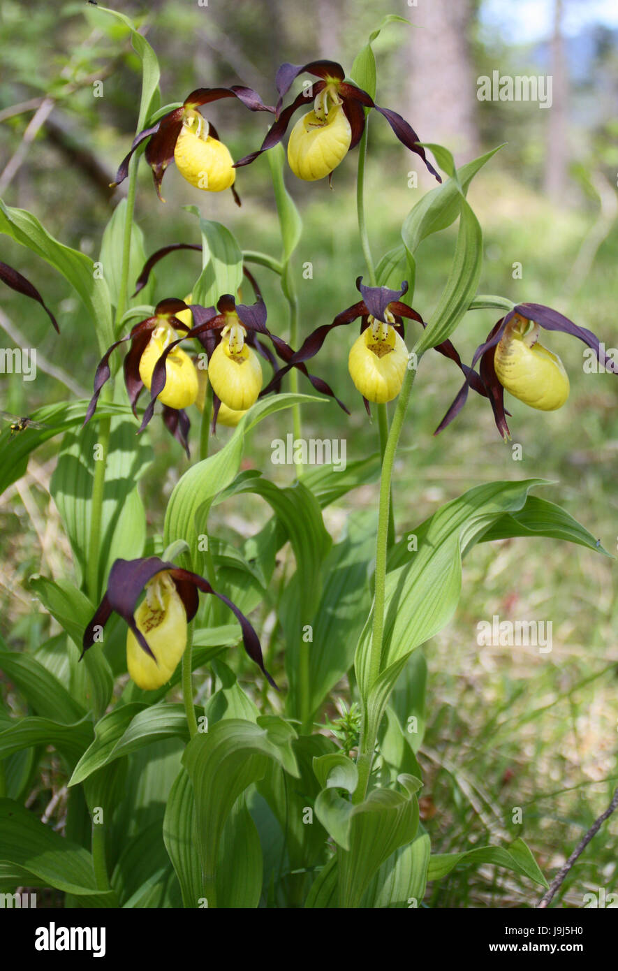 flower, plant, conservation of nature, flora, orchid, protected ...