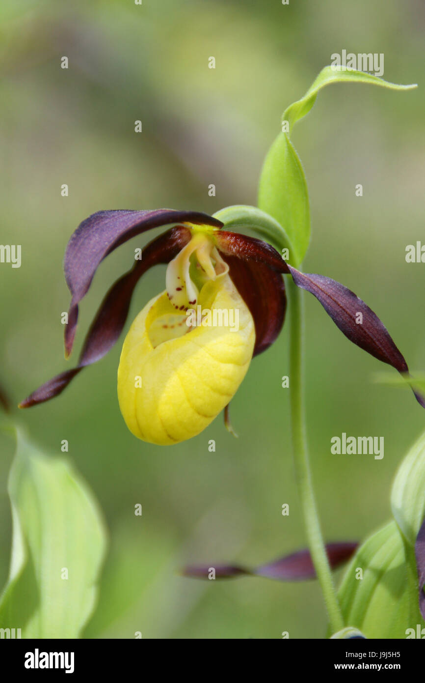 flower, plant, conservation of nature, flora, orchid, protected ...