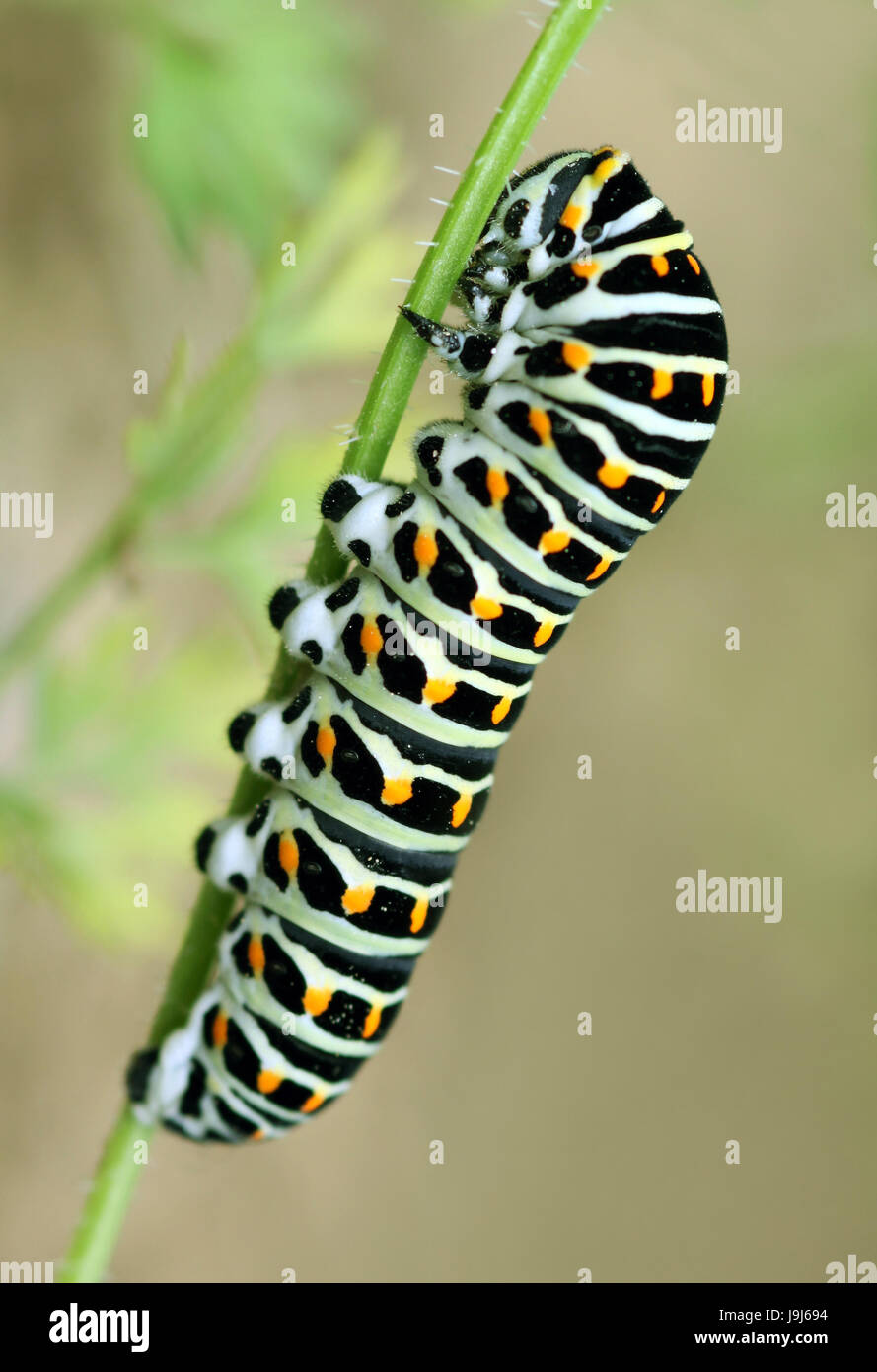 caterpillar, swallowtail, larva, macro, close-up, macro admission ...