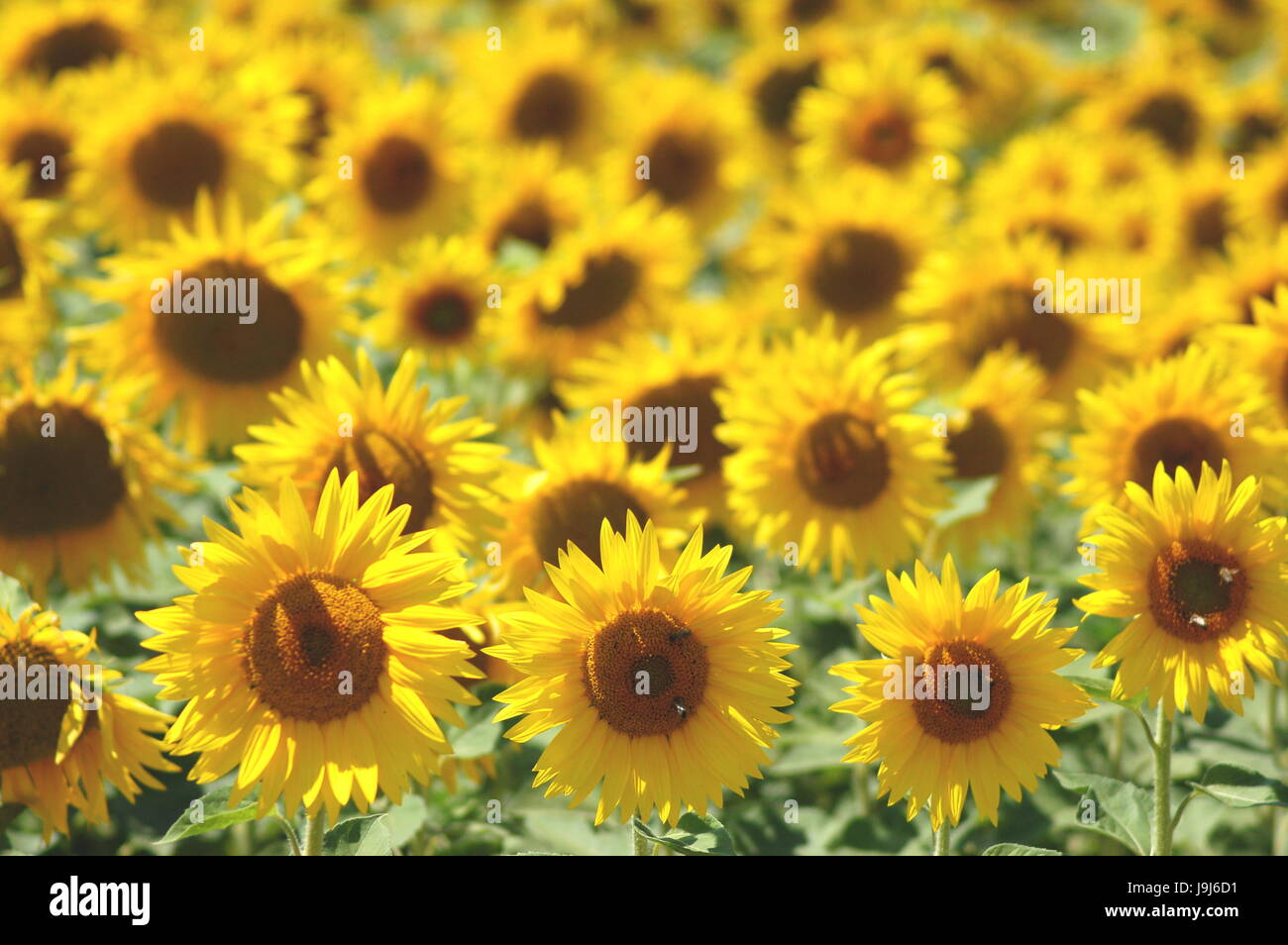 flower, plant, flora, summer, summerly, sunflower, beauty, yellow, nature Stock Photo - Alamy