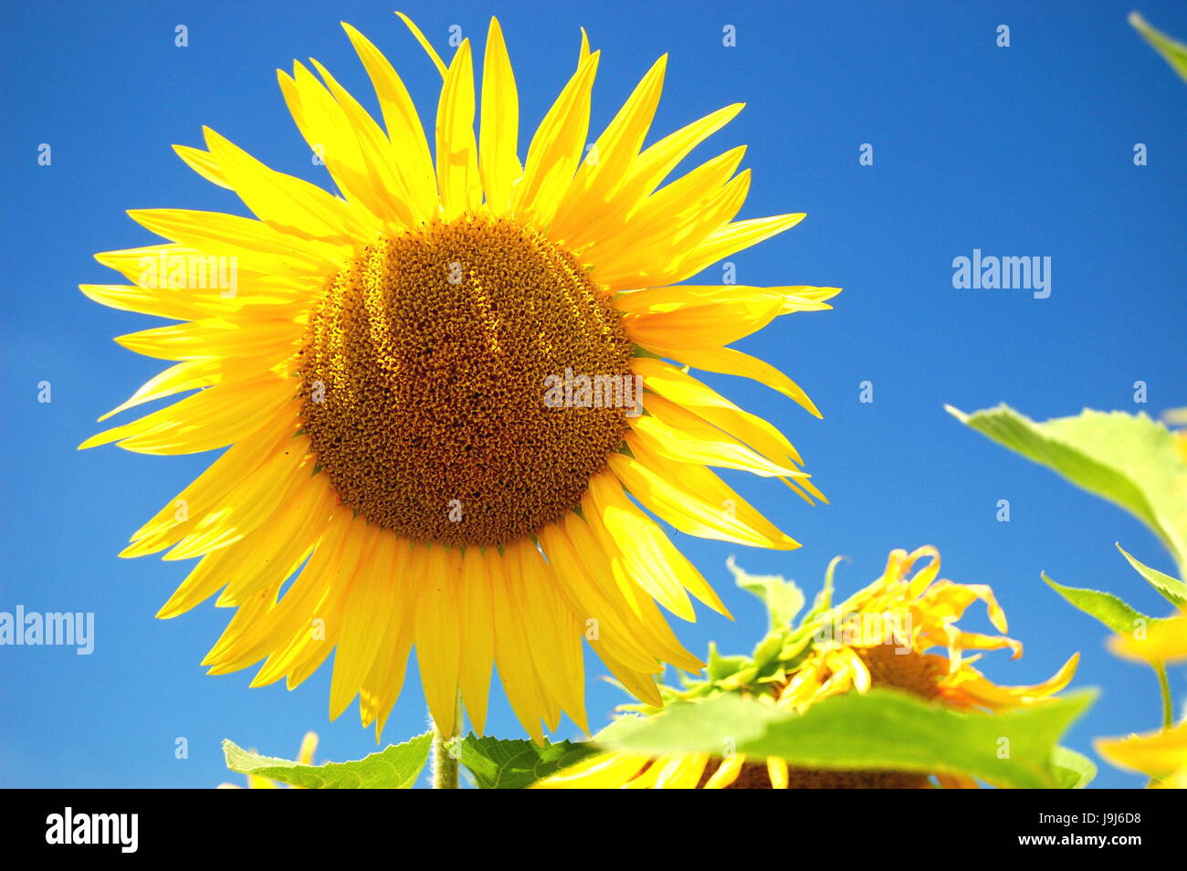 flower, plant, flora, summer, summerly, sunflower, beauty, yellow, nature Stock Photo - Alamy
