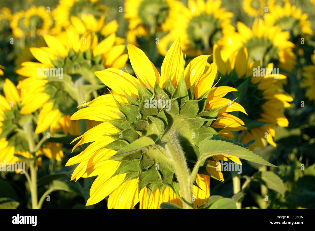 flower, plant, flora, summer, summerly, sunflower, beauty, yellow, nature Stock Photo - Alamy