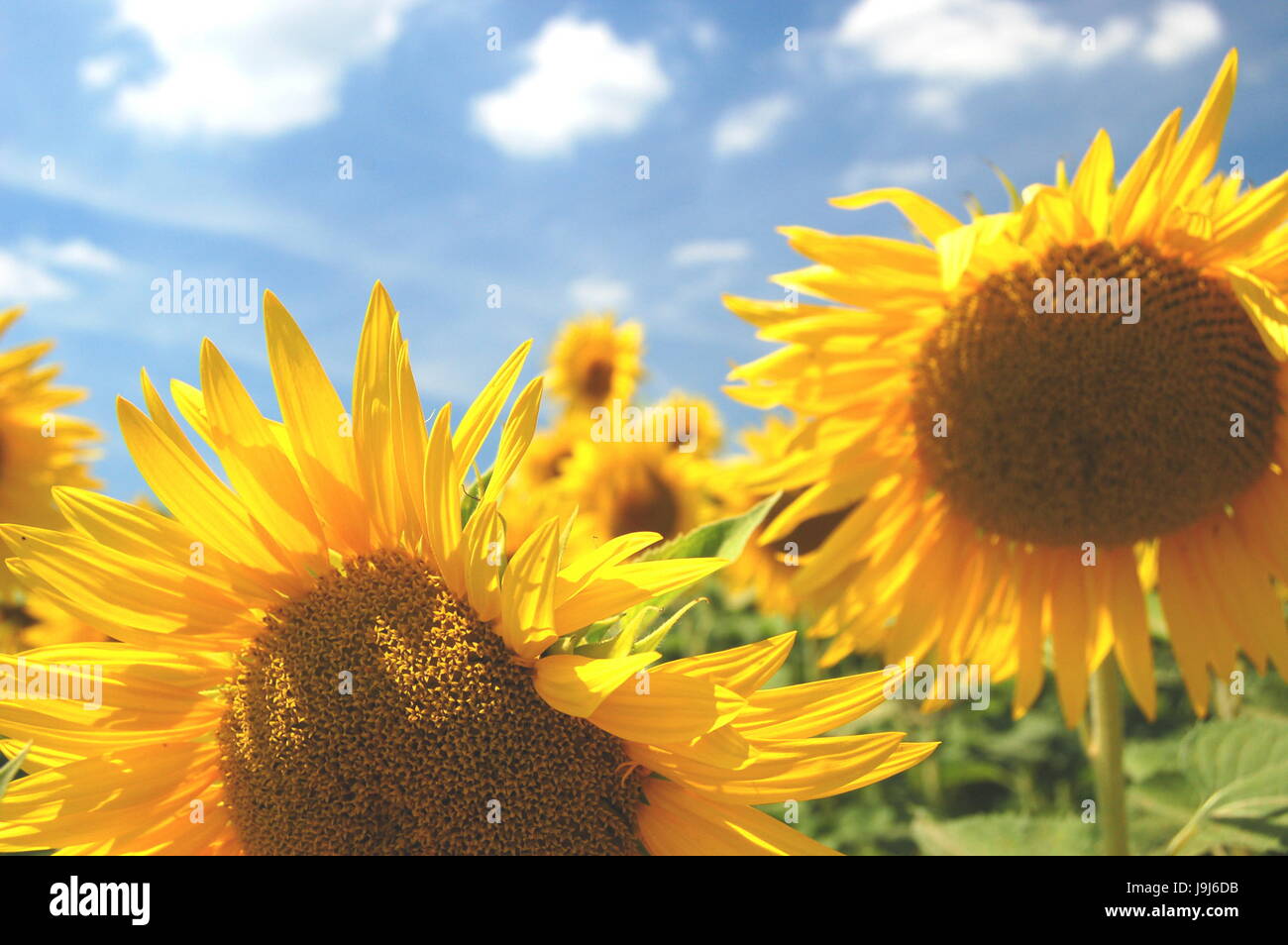 flower, plant, flora, summer, summerly, sunflower, beauty, yellow, nature Stock Photo - Alamy