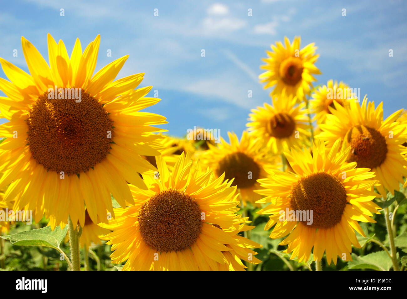 flower, plant, flora, summer, summerly, sunflower, beauty, yellow, nature Stock Photo - Alamy