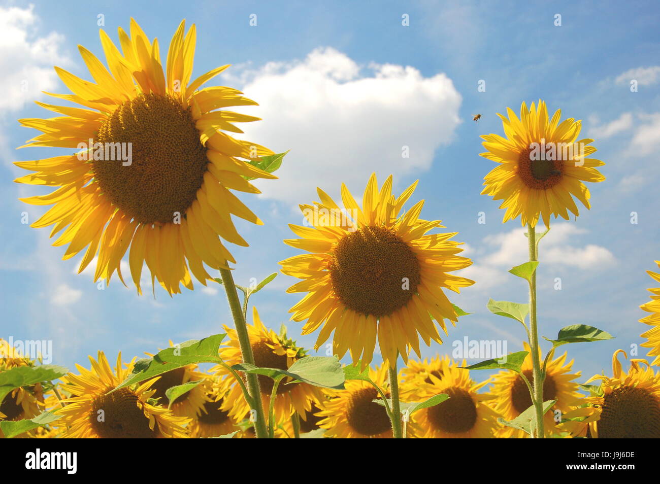 flower, plant, flora, summer, summerly, sunflower, beauty, yellow, nature Stock Photo - Alamy