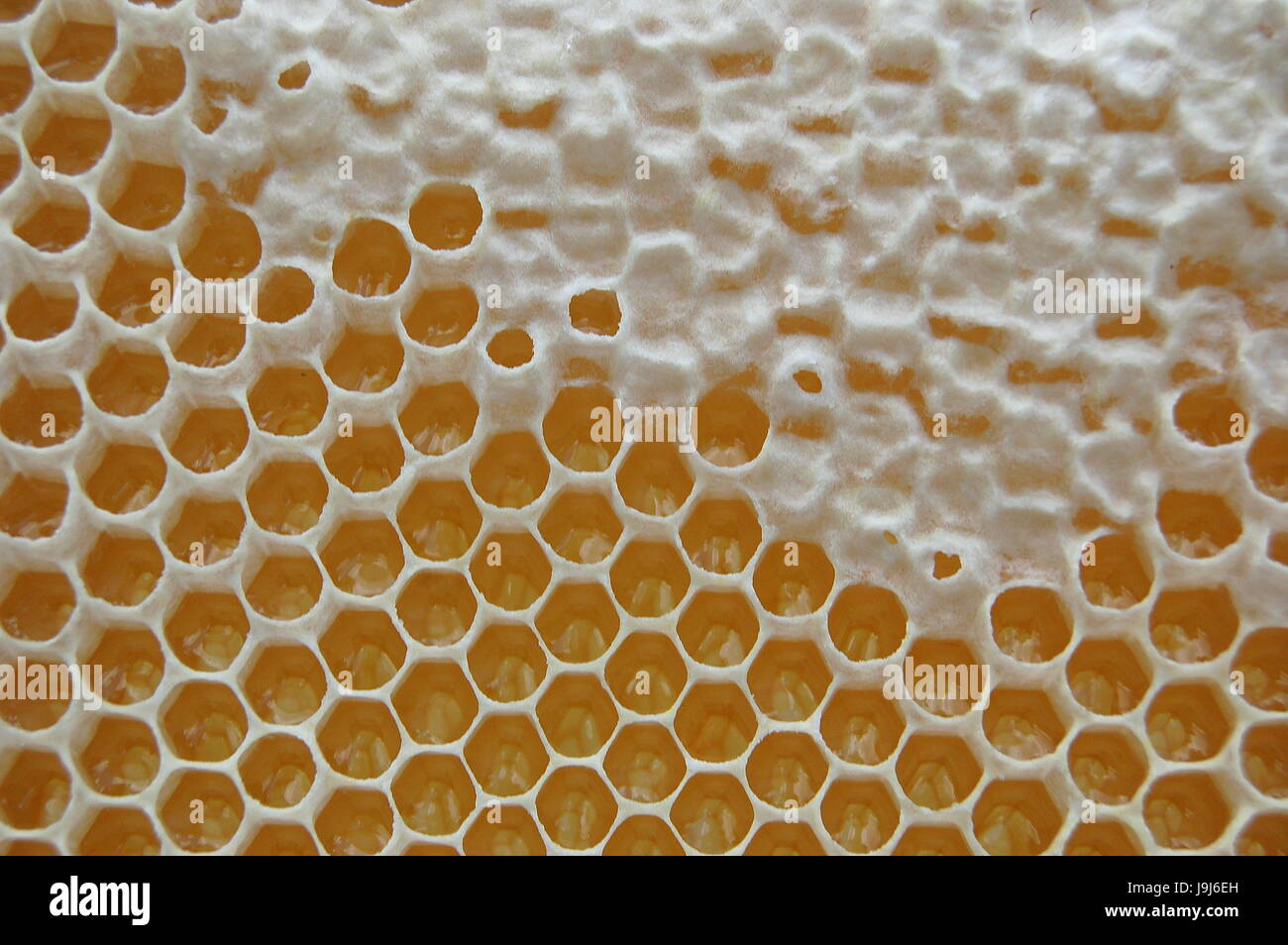 wax, wallpaper, honeycomb, yellow, insect, bee, texture, natural, sweet ...