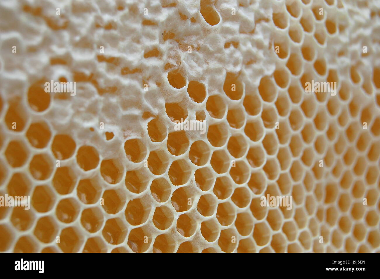 wax, wallpaper, honeycomb, yellow, insect, bee, texture, natural, sweet ...