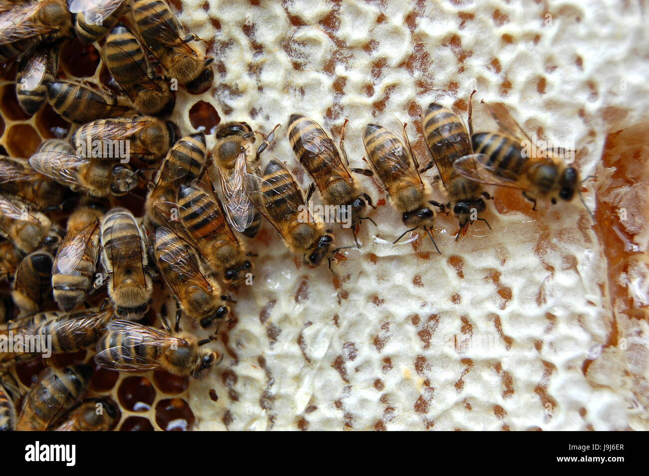 bees, wax, wallpaper, honeycomb, yellow, texture, natural, macro, close ...