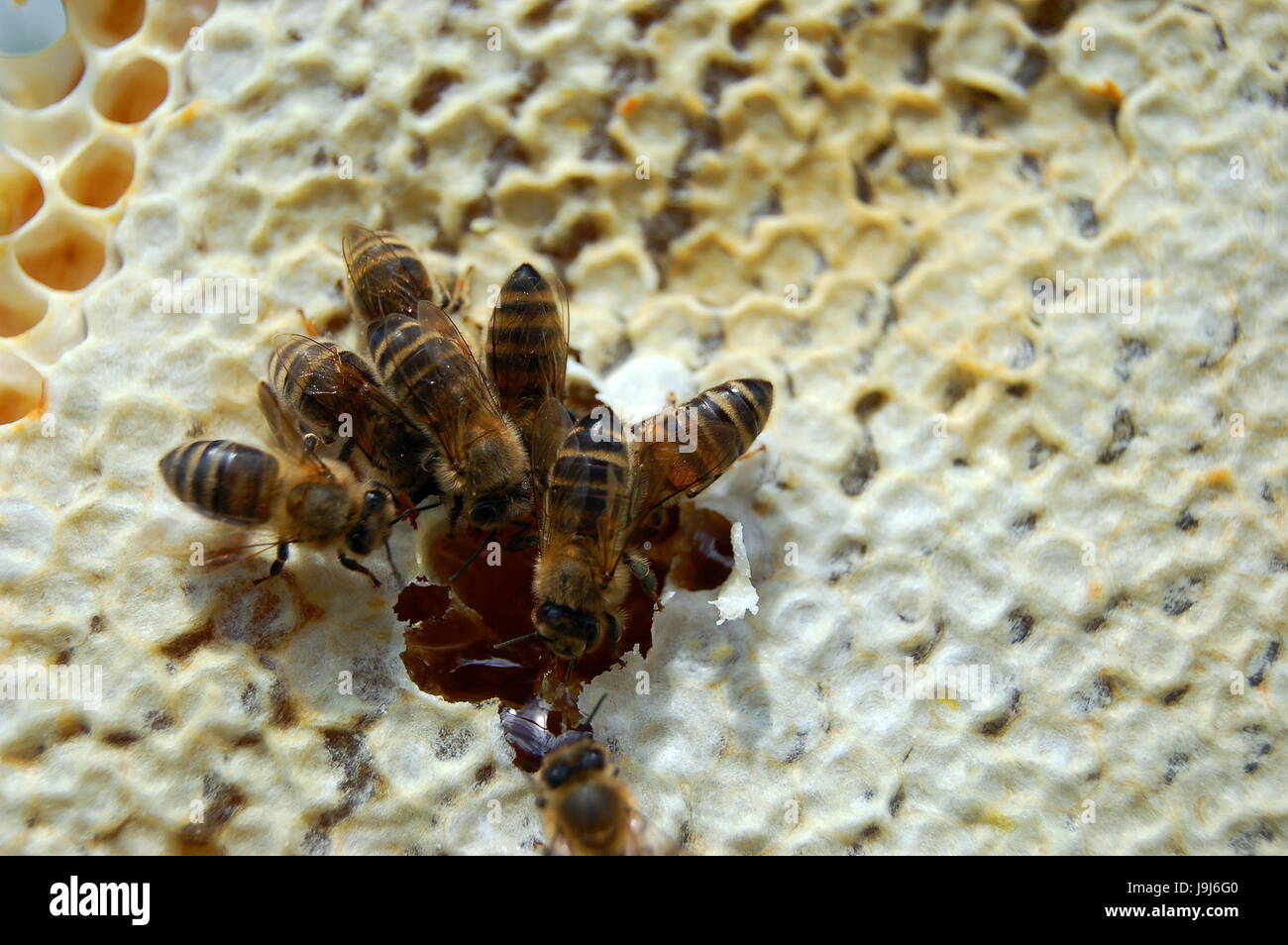 bees, wax, wallpaper, honeycomb, yellow, texture, natural, macro, close ...