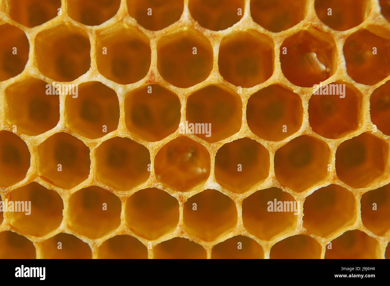 wax, wallpaper, honeycomb, yellow, insect, bee, texture, natural, sweet ...