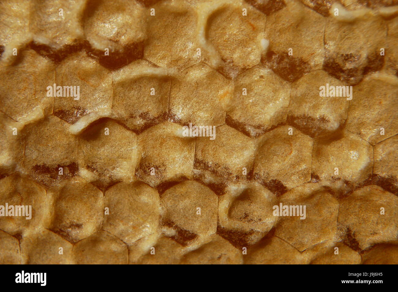 wax, wallpaper, honeycomb, yellow, insect, bee, texture, natural, sweet ...