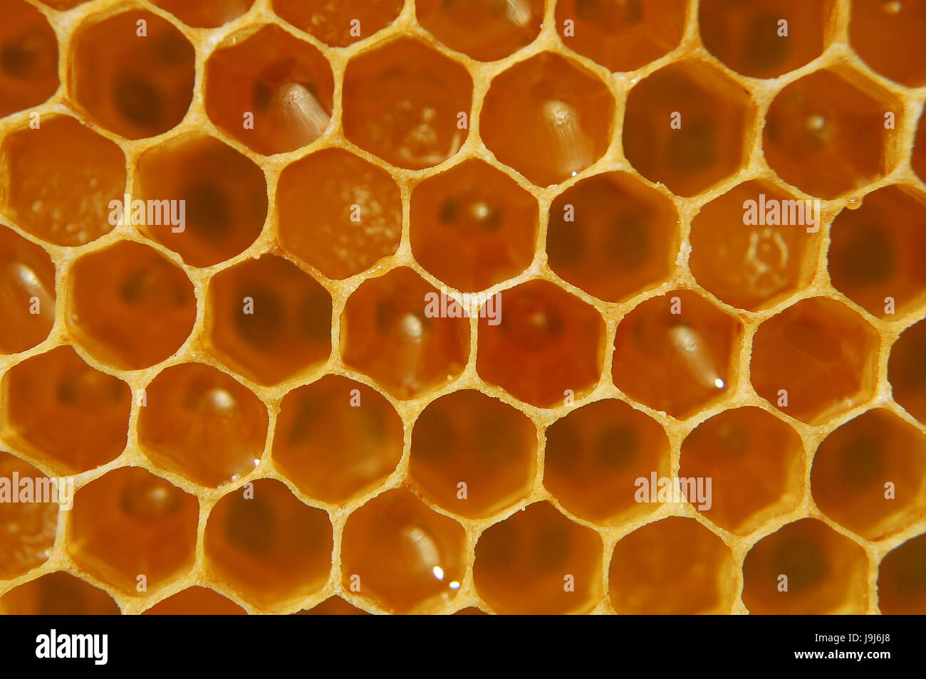 wax, wallpaper, honeycomb, yellow, insect, bee, texture, natural, sweet ...