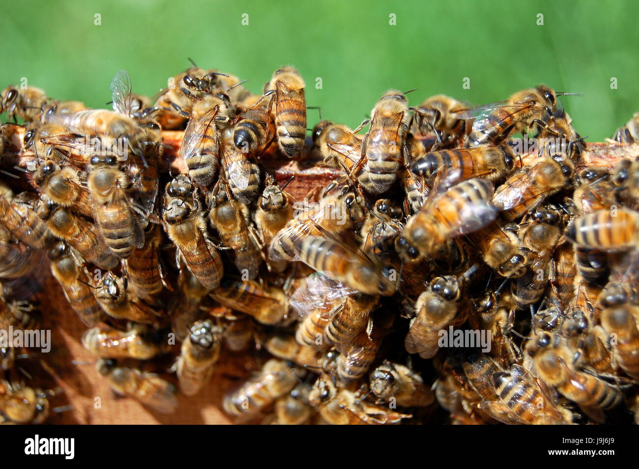 bees, wax, wallpaper, honeycomb, yellow, texture, natural, macro, close ...