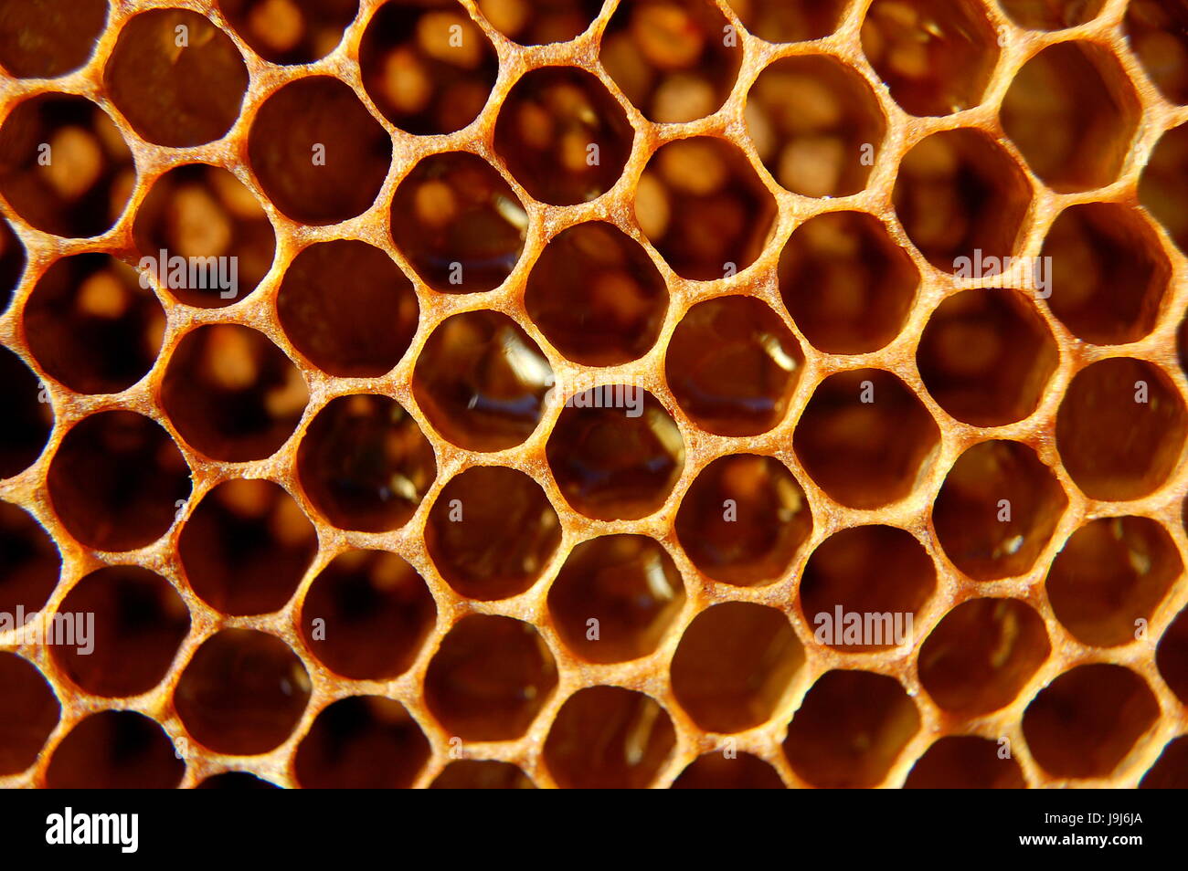 wax, wallpaper, honeycomb, yellow, insect, bee, texture, natural, sweet ...