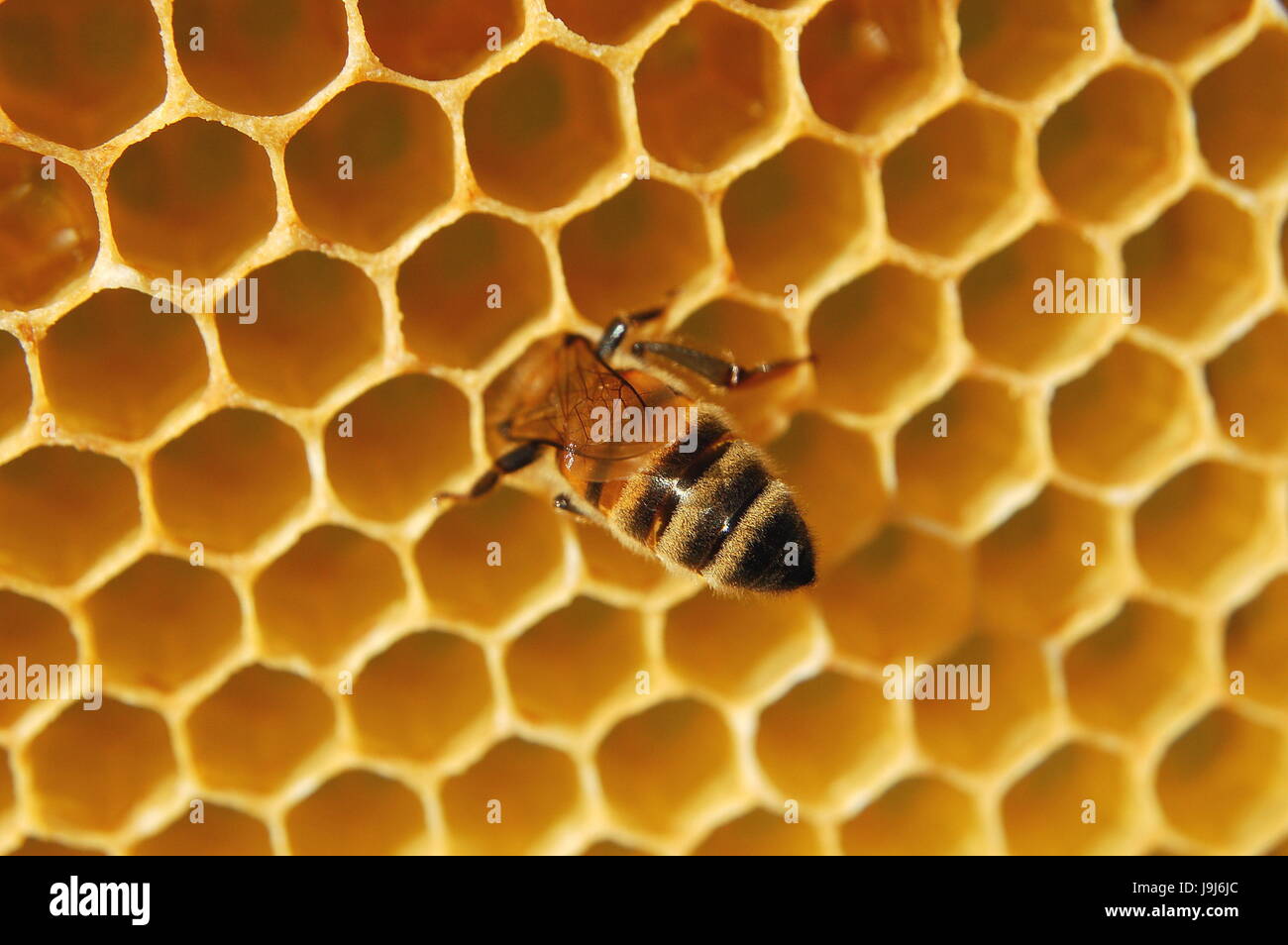 insect, wax, honeycomb, yellow, bee, texture, natural, macro, close-up ...