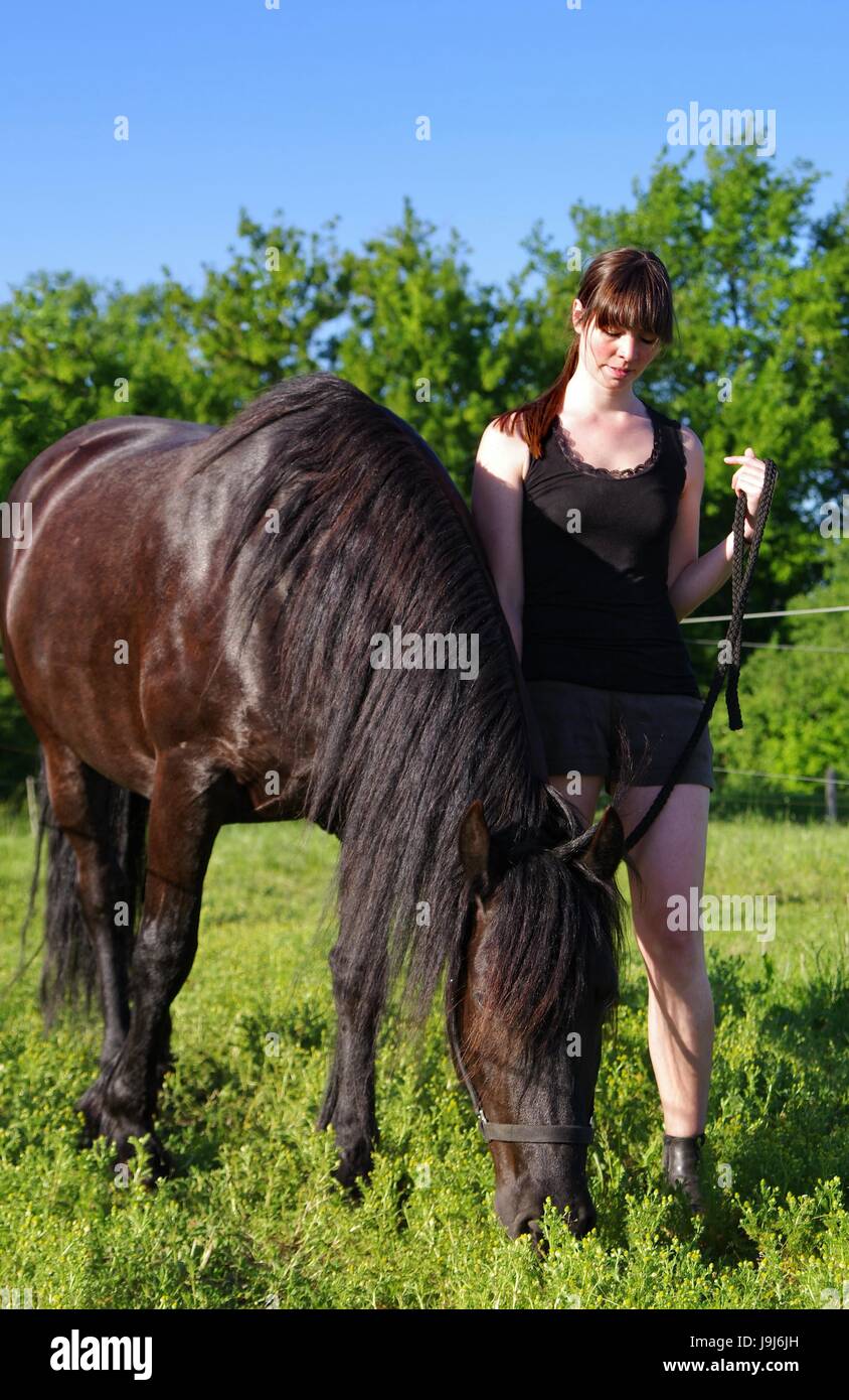 Black horses in nature hi-res stock photography and images - Alamy