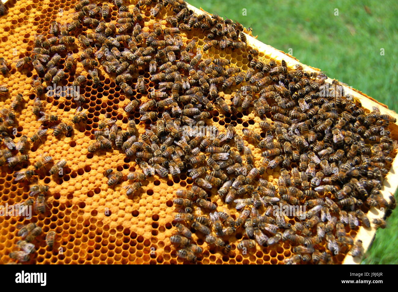 bees, wax, wallpaper, honeycomb, yellow, texture, natural, macro, close ...