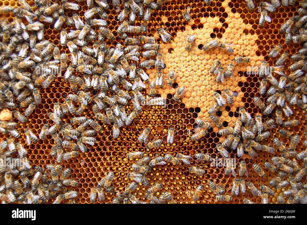 bees, wax, wallpaper, honeycomb, yellow, texture, natural, macro, close ...