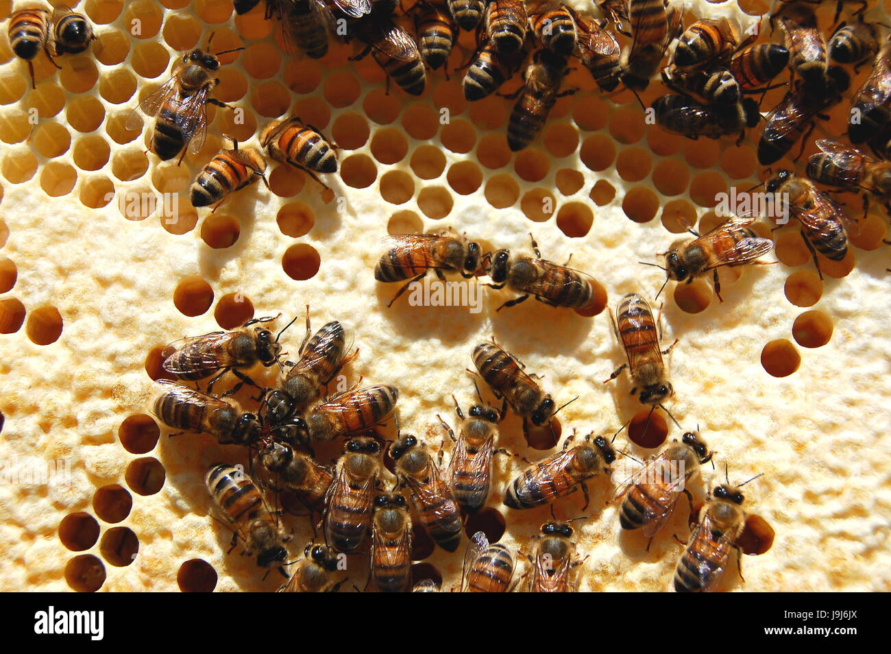bees, wax, wallpaper, honeycomb, yellow, texture, natural, macro, close ...