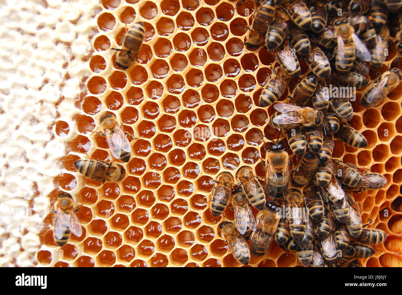 bees, wax, wallpaper, honeycomb, yellow, texture, natural, macro, close ...