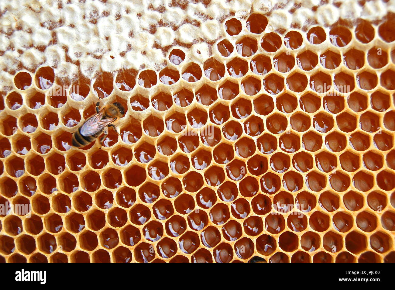 Honey Bees Comb Wallpaper