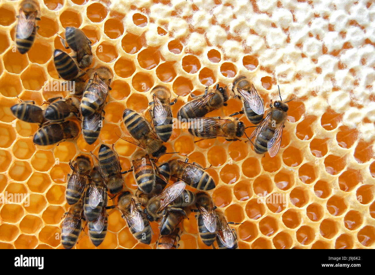 bees, wax, wallpaper, honeycomb, yellow, texture, natural, macro, close ...