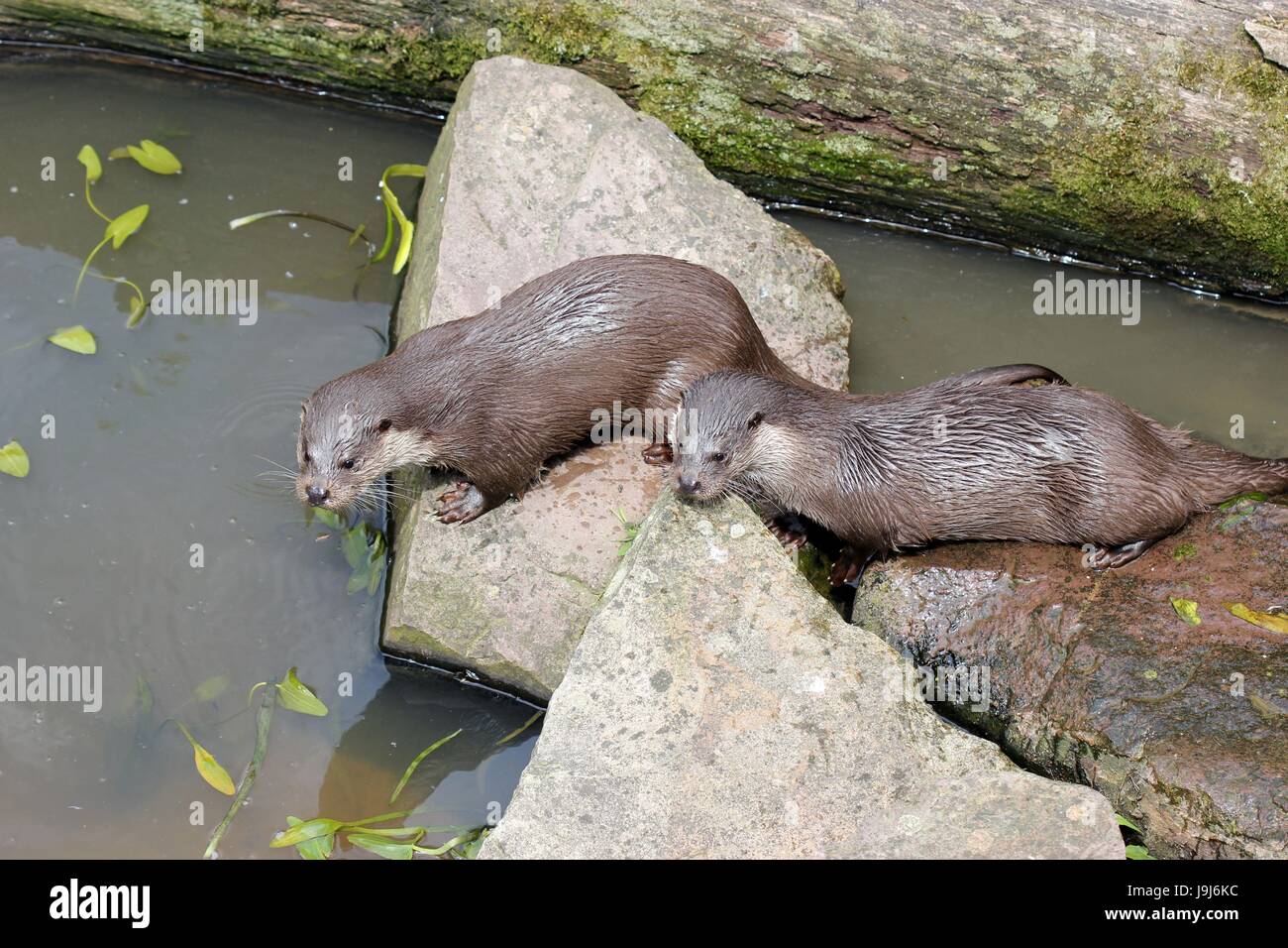 trunk, zoo, rock, spring, offspring, moss, otter, marten, bank, shine ...
