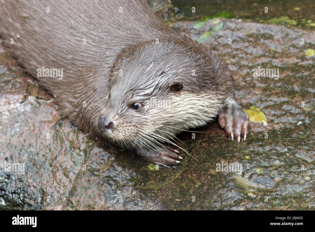 zoo, rock, spring, offspring, otter, marten, bank, shine, shines ...