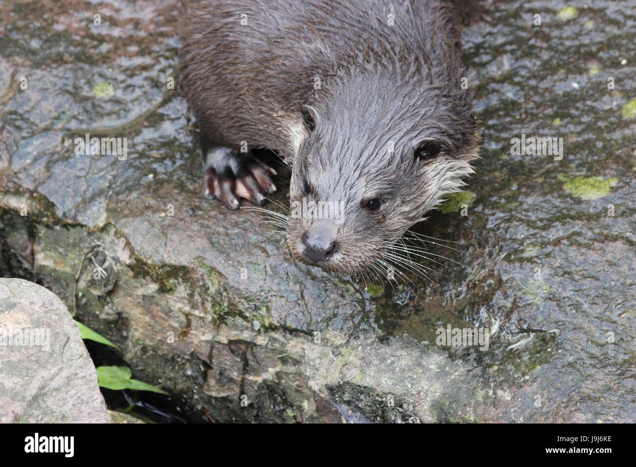 zoo, rock, spring, offspring, otter, marten, bank, shine, shines ...