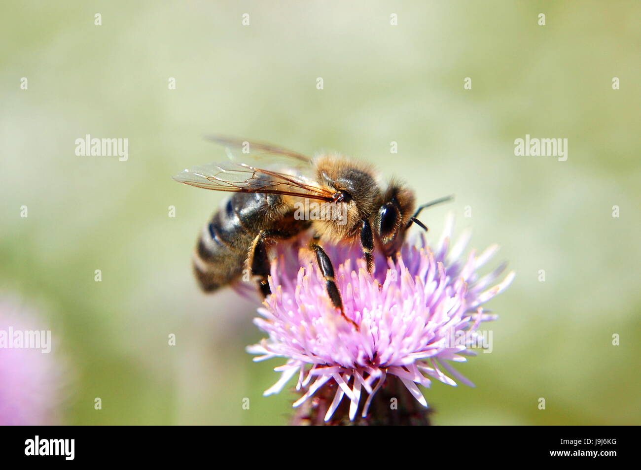animal, insect, flower, plant, wing, spring, thistle, meadow, bee, leaf ...