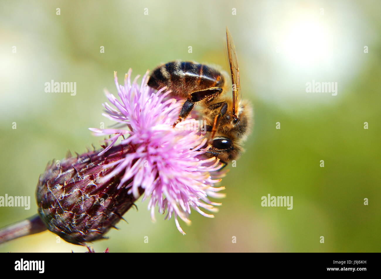 animal, insect, flower, plant, wing, spring, thistle, meadow, bee, leaf ...