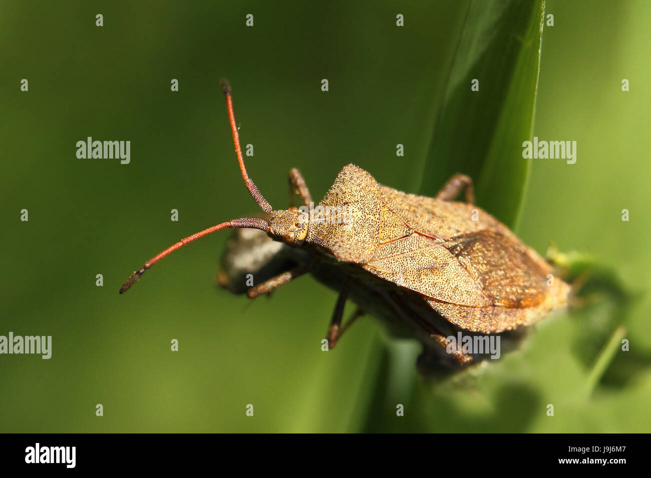 animal, insect, creature, bug, native, macro, close-up, macro admission ...