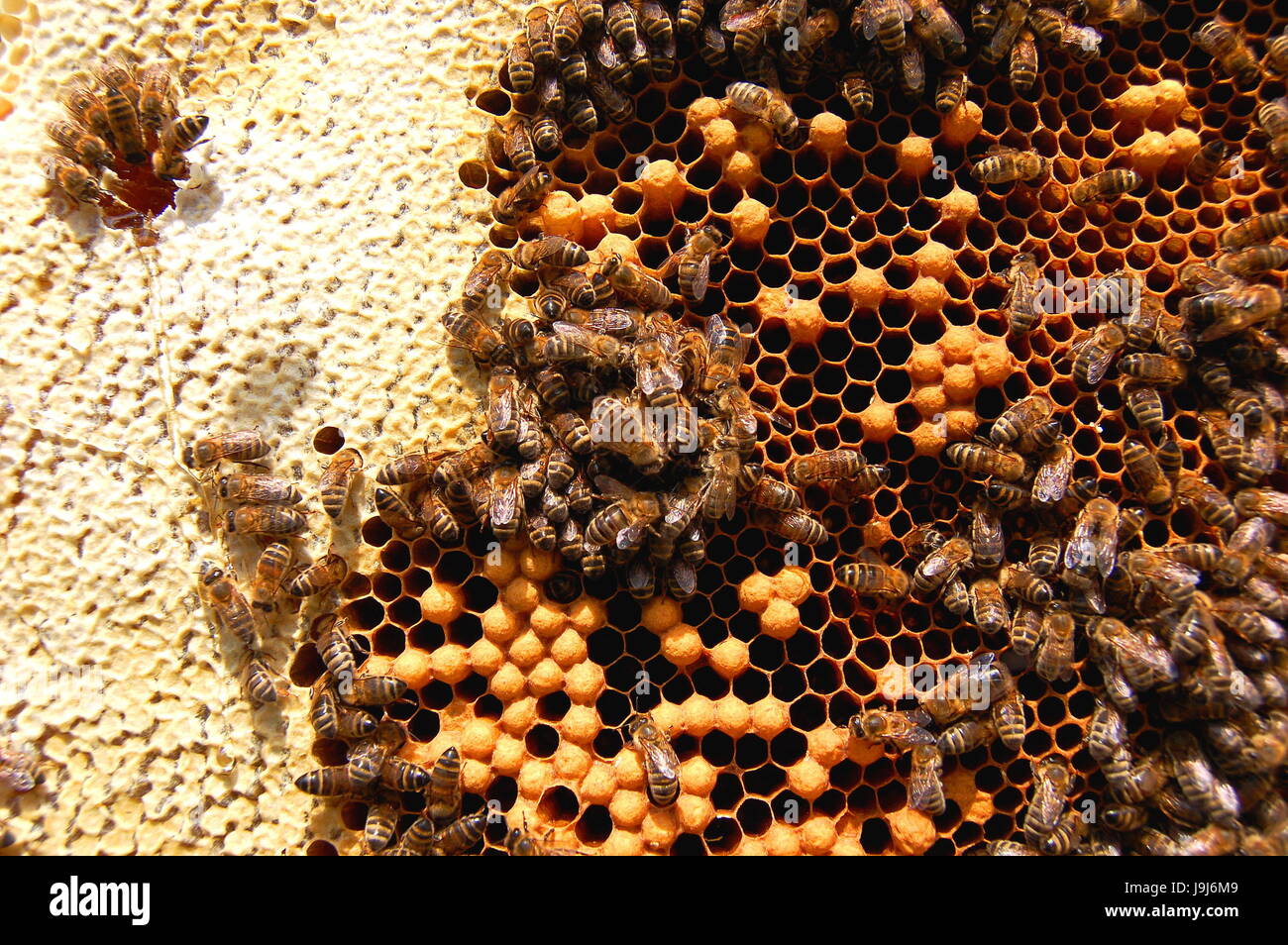 bees, wax, wallpaper, honeycomb, yellow, texture, natural, macro, close ...