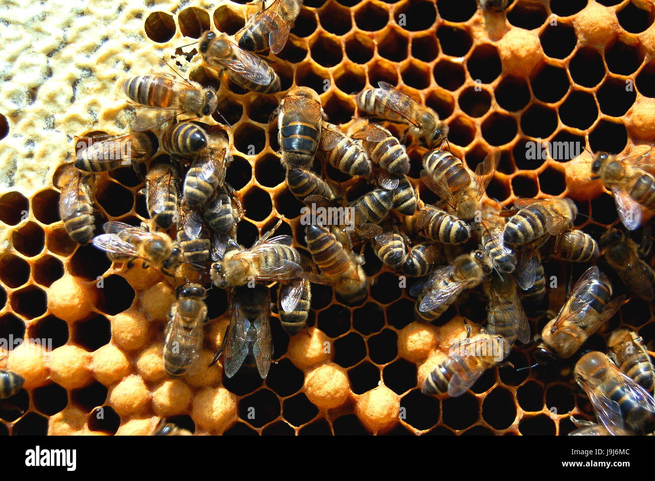 bees, wax, wallpaper, honeycomb, yellow, texture, natural, macro, close ...