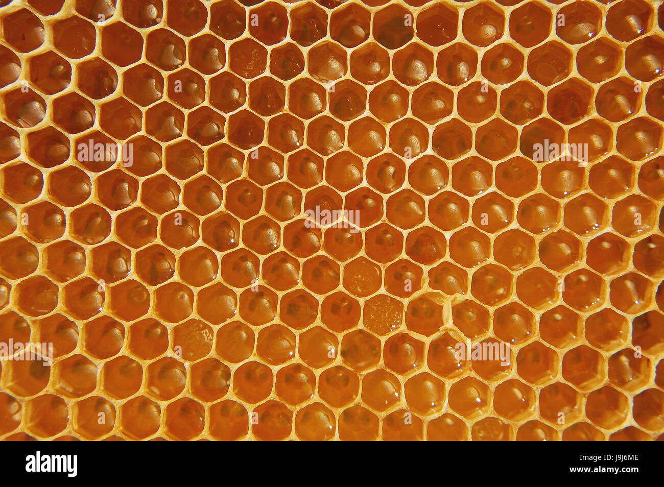 wax, wallpaper, honeycomb, yellow, insect, bee, texture, natural, sweet ...