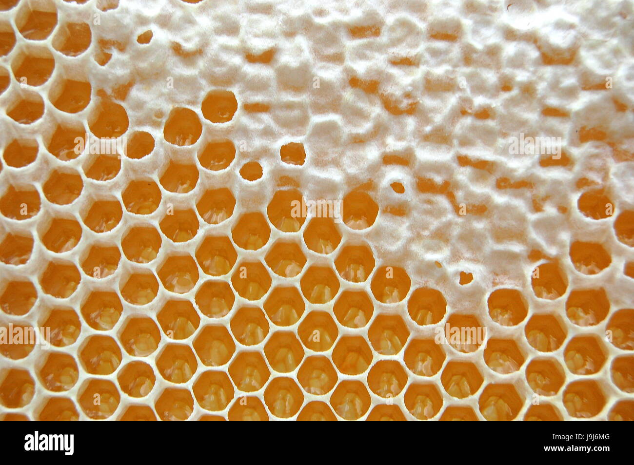 wax, wallpaper, honeycomb, yellow, insect, bee, texture, natural, sweet ...