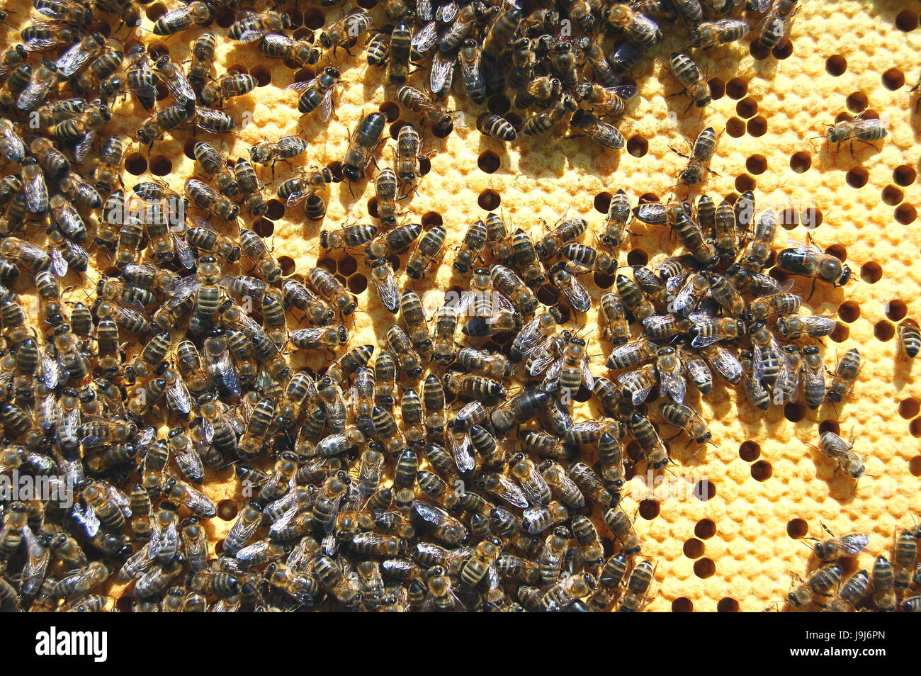 bees, wax, wallpaper, honeycomb, yellow, texture, natural, macro, close ...