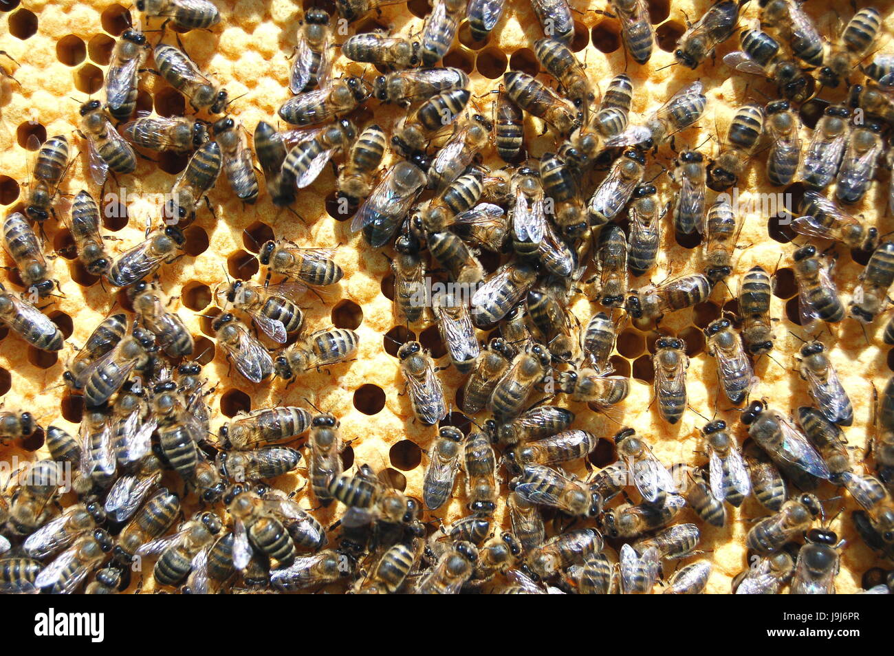 bees, wax, wallpaper, honeycomb, yellow, texture, natural, macro, close ...