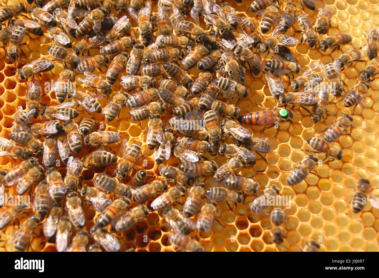 bees, wax, wallpaper, honeycomb, yellow, texture, natural, macro, close ...