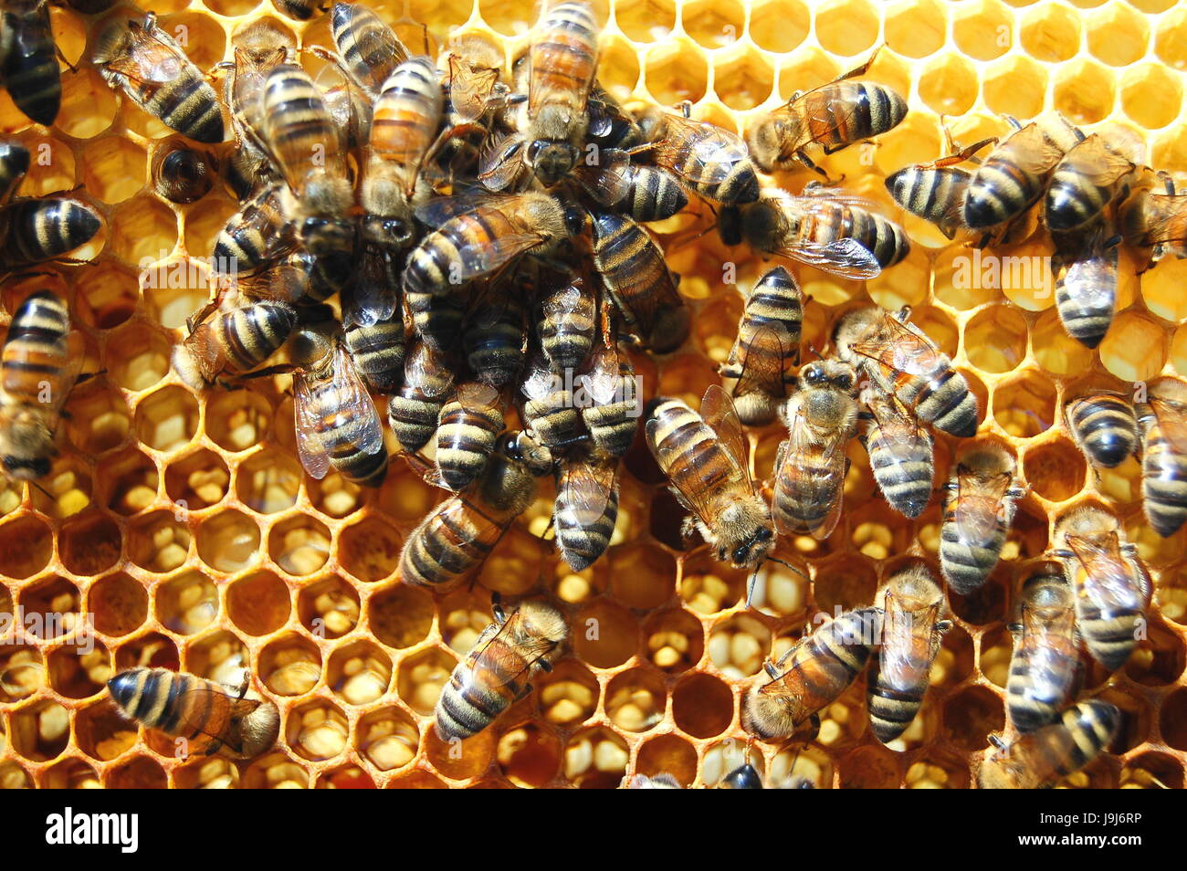 bees, wax, wallpaper, honeycomb, yellow, texture, natural, macro, close ...