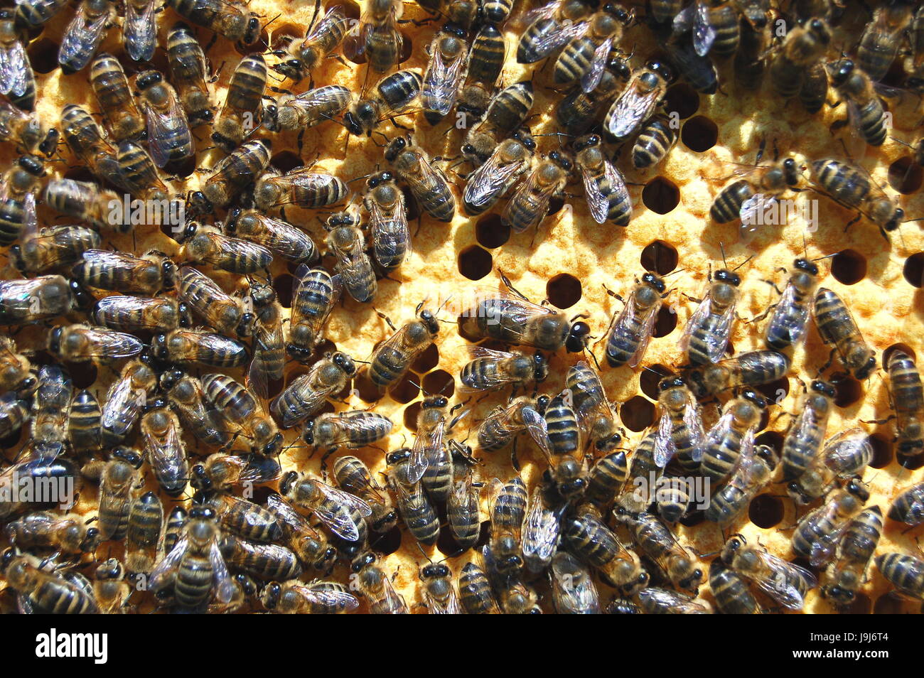 bees, wax, wallpaper, honeycomb, yellow, texture, natural, macro, close ...