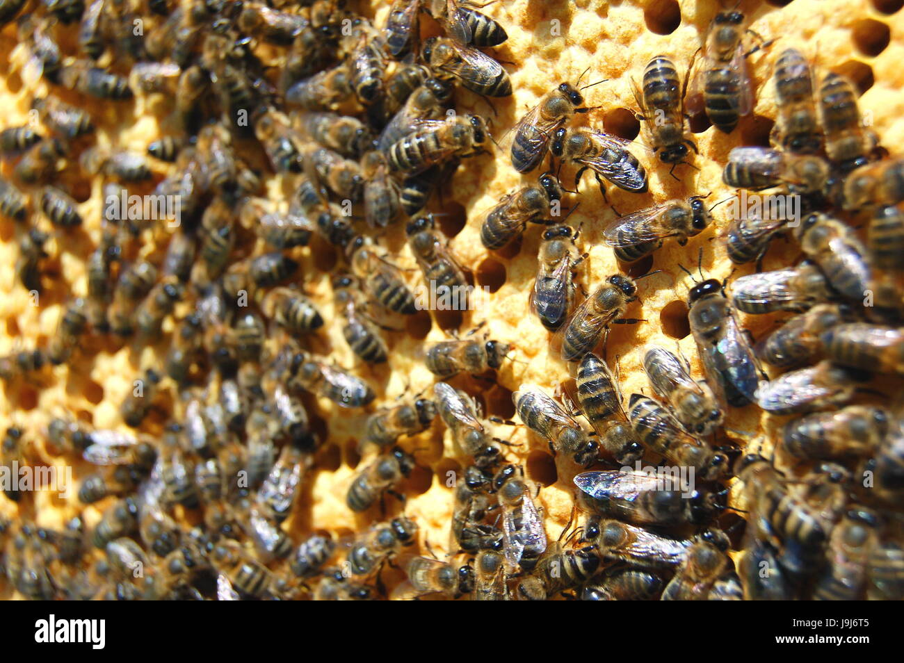 bees, wax, wallpaper, honeycomb, yellow, texture, natural, macro, close ...